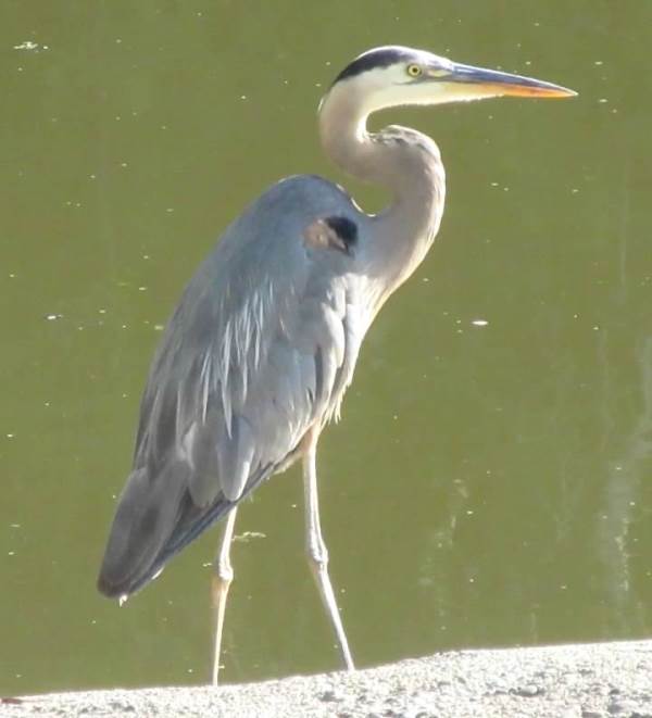 In the limelight. #Wordless Wednesday #Great Blue Heron #Lean, mean and ...