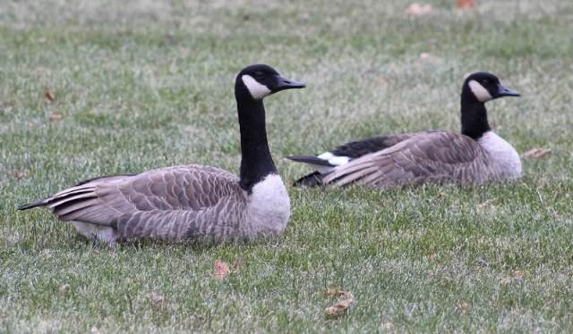 Christmas is coming, the geese are getting fat … | WALKIN', WRITIN ...
