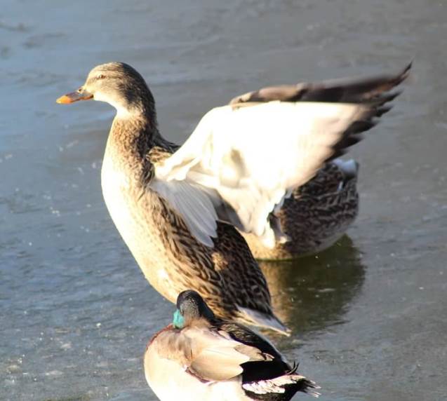 Mad Mallard #Wordless Wednesday #Ruffled feathers? #Missing feathers ...
