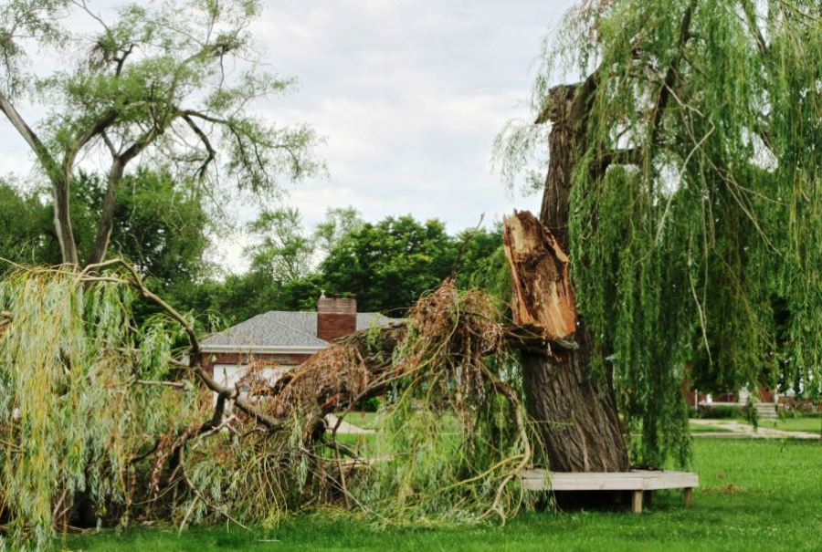 The Weeping Willow. | WALKIN', WRITIN', WIT & WHIMSY