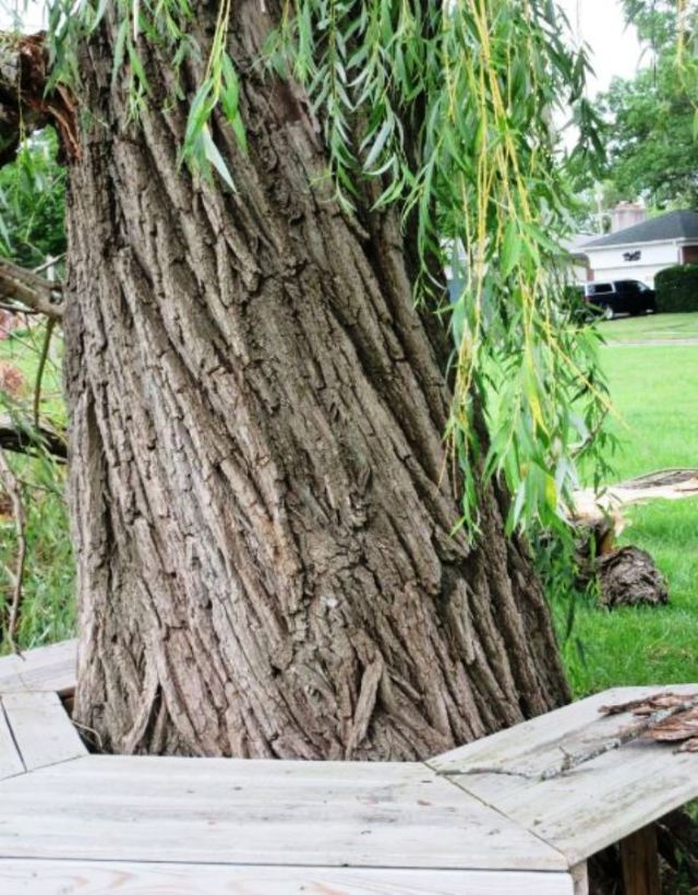 The Weeping Willow. | WALKIN', WRITIN', WIT & WHIMSY