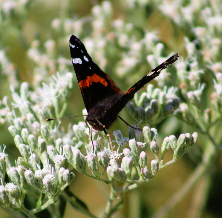 Winged Wonders. | WALKIN', WRITIN', WIT & WHIMSY