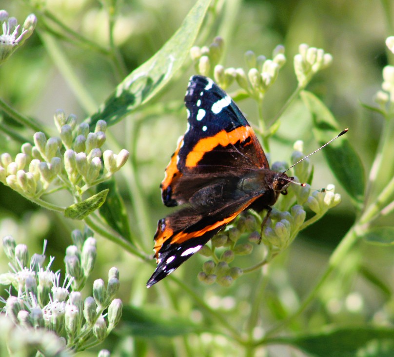 Winged Wonders. | WALKIN', WRITIN', WIT & WHIMSY