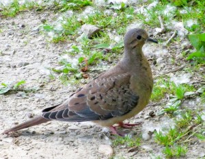 ‘Twas a dovely morning. #Wordless Wednesday #Mourning Dove amidst the ...