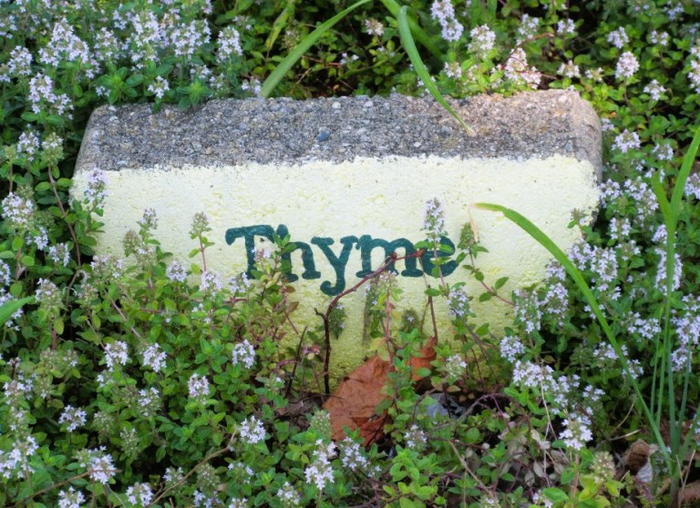 Thyme waits for no one! #Wordless Wednesday #Parsley, sage and rosemary ...